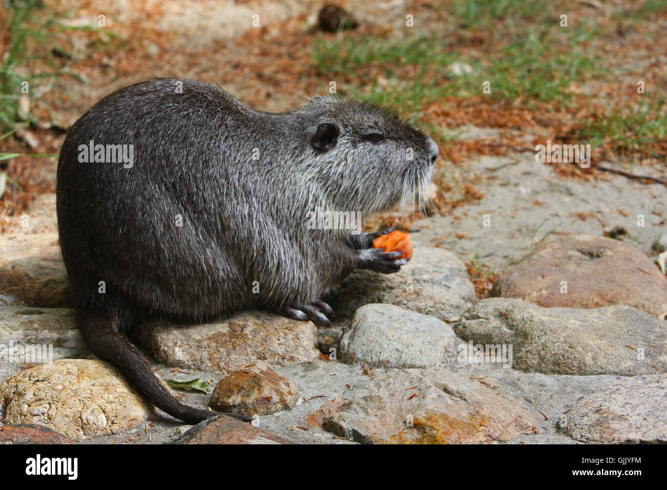 Nutria animal hi-res stock photography and images - Alamy