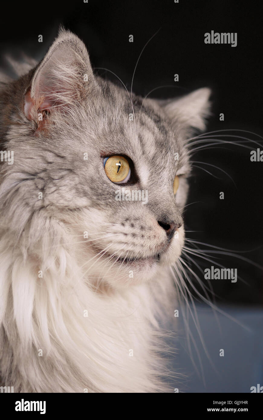 silver pussycat cat Stock Photo - Alamy