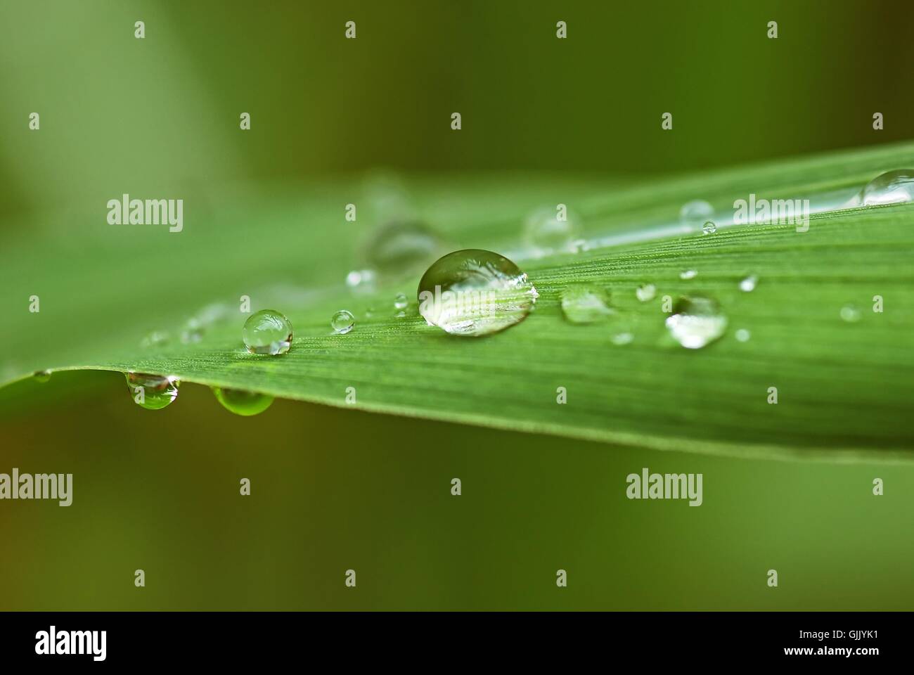 green raindrop hope Stock Photo - Alamy