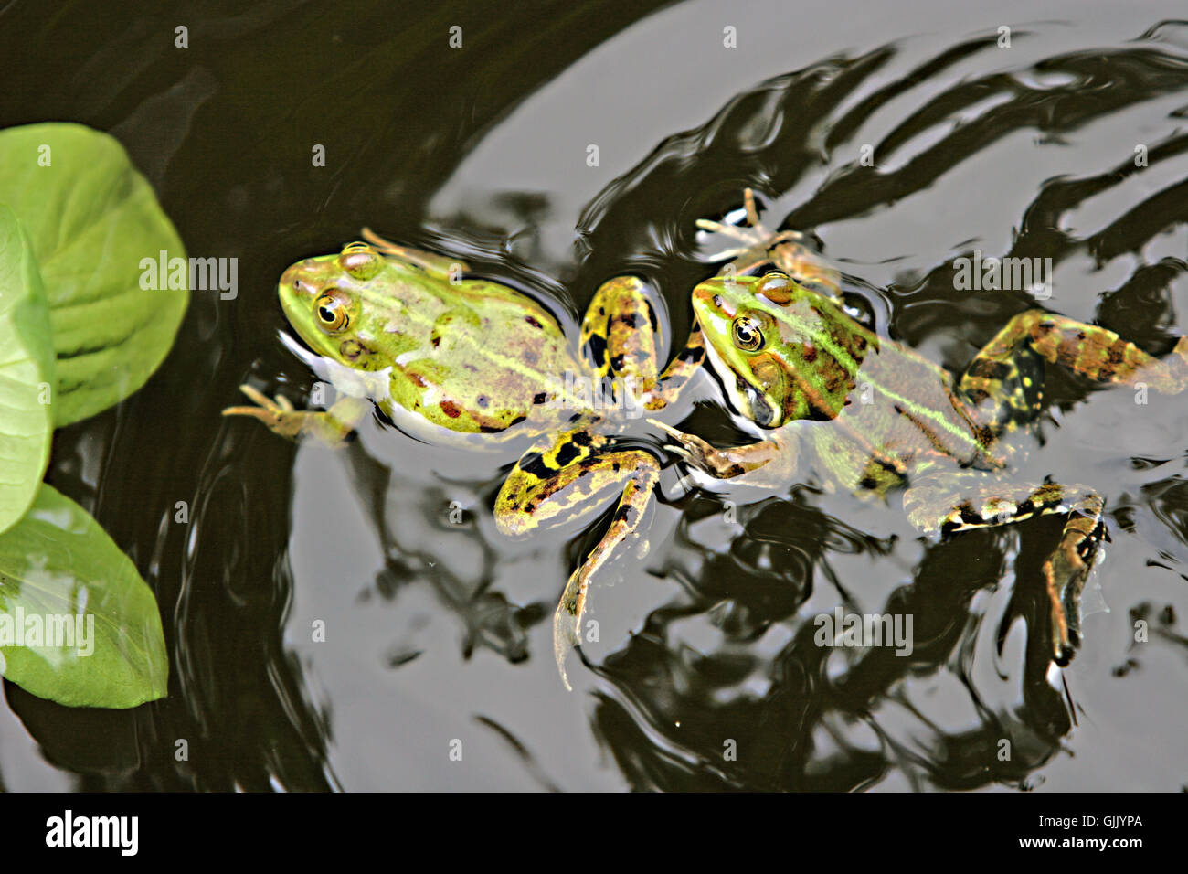 Frog and water lily hi-res stock photography and images - Alamy