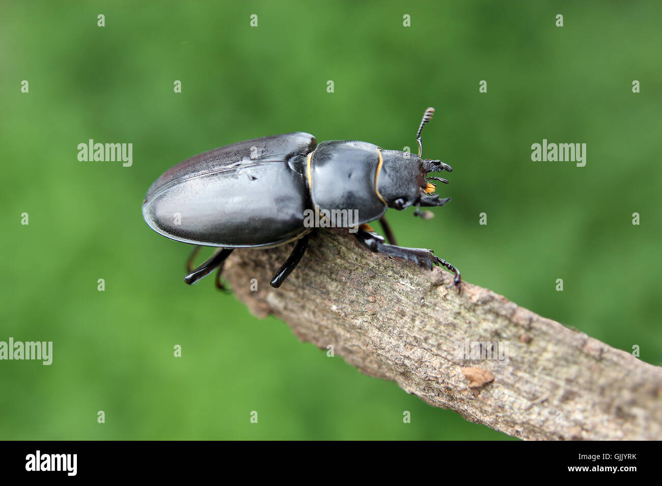 animal insect insects Stock Photo - Alamy