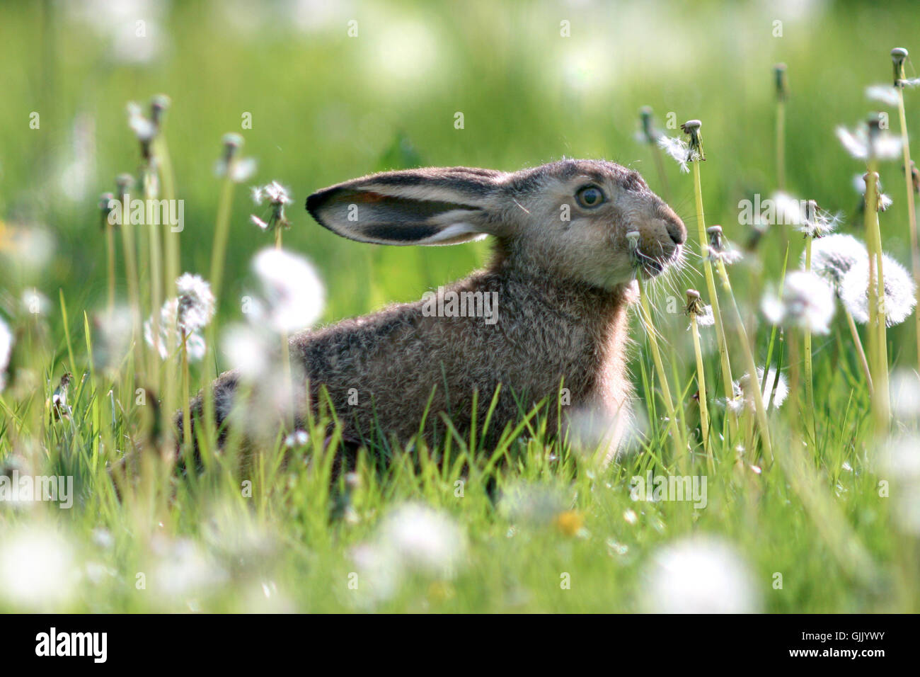 spring hare blowball Stock Photo - Alamy