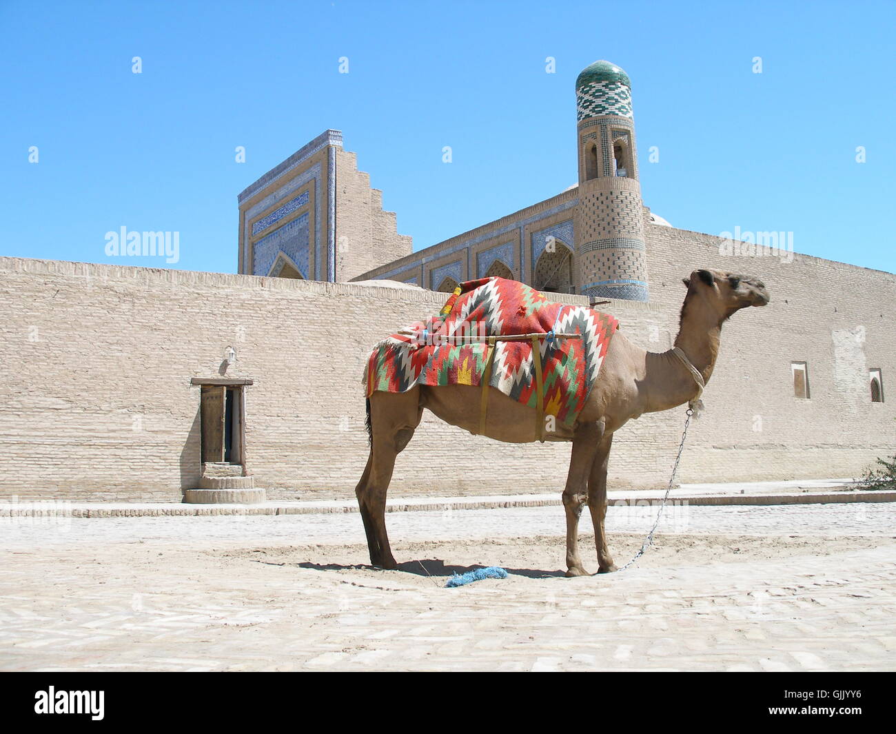 animal camel mosque Stock Photo - Alamy
