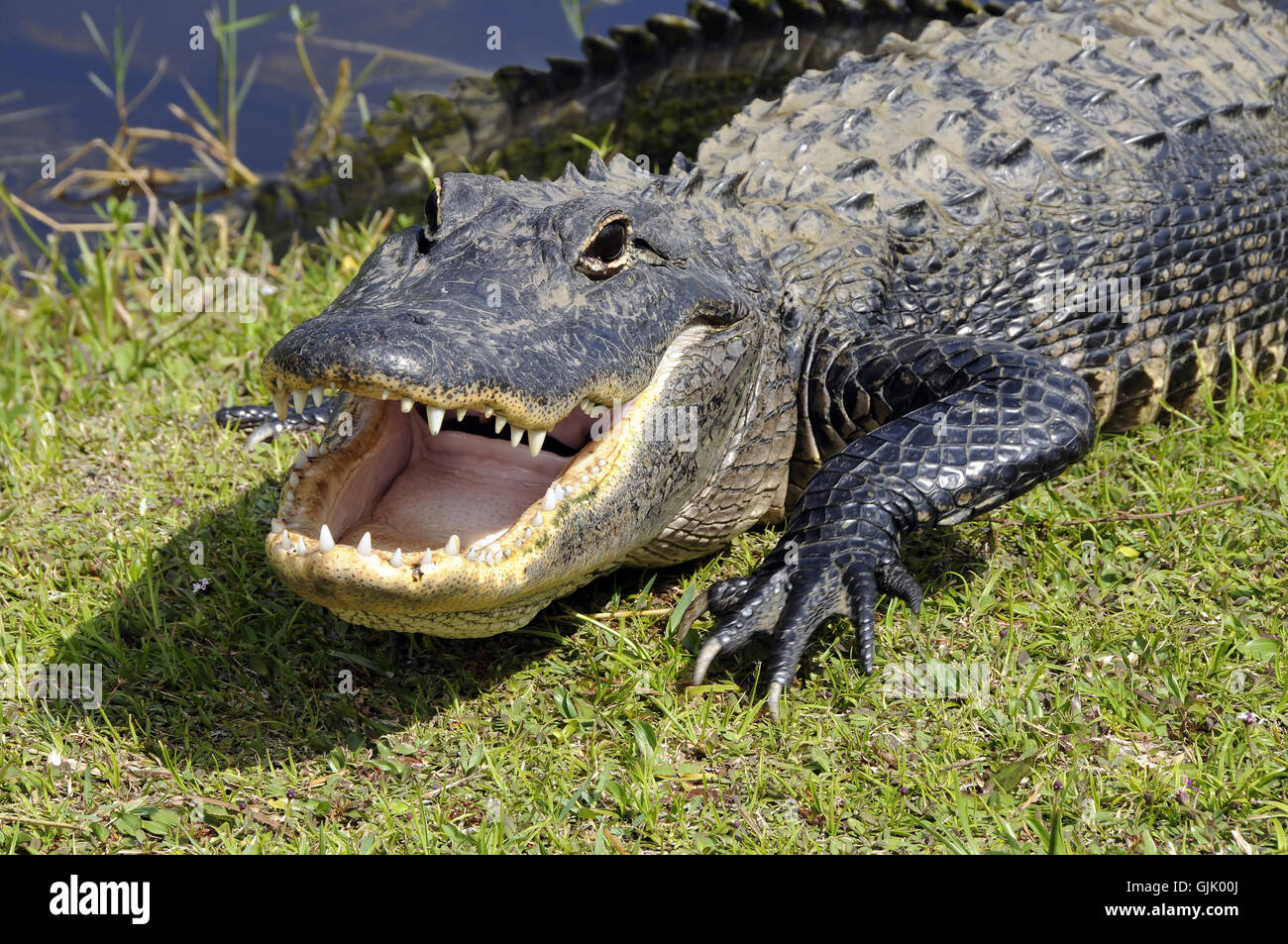 Dangerous signals hi-res stock photography and images - Alamy
