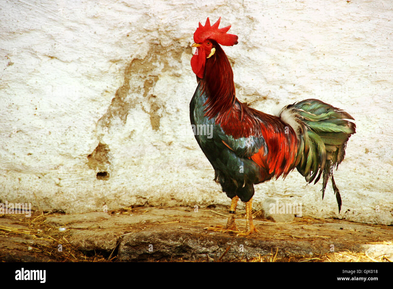 a rooster on the farm Stock Photo - Alamy