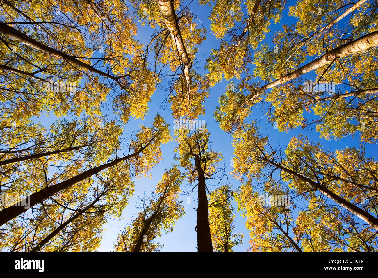 tree wood leaves Stock Photo - Alamy