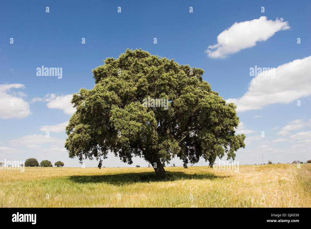 tree agriculture farming Stock Photo - Alamy
