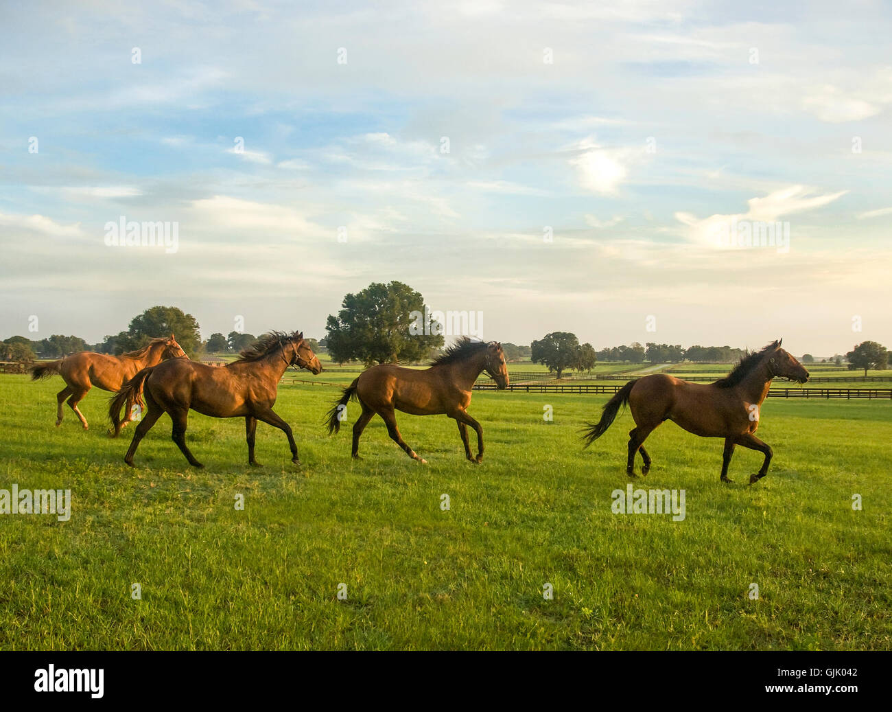 Green grass paddock hi-res stock photography and images - Alamy