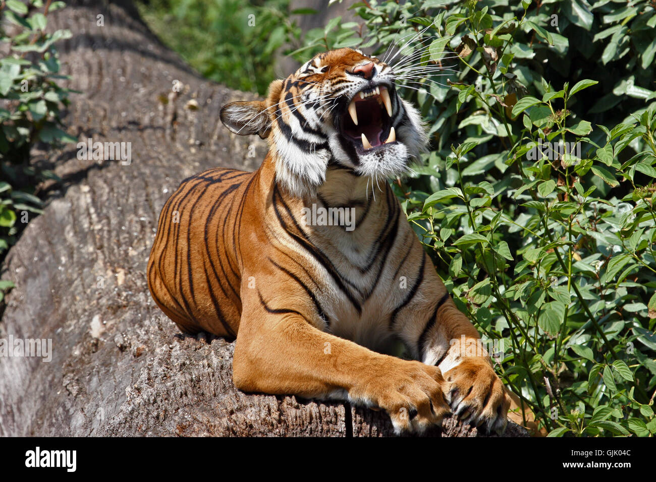 mammal teeth cat Stock Photo - Alamy