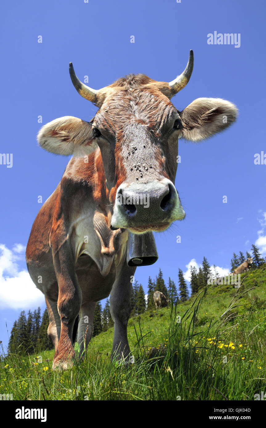 mountains agriculture farming Stock Photo - Alamy
