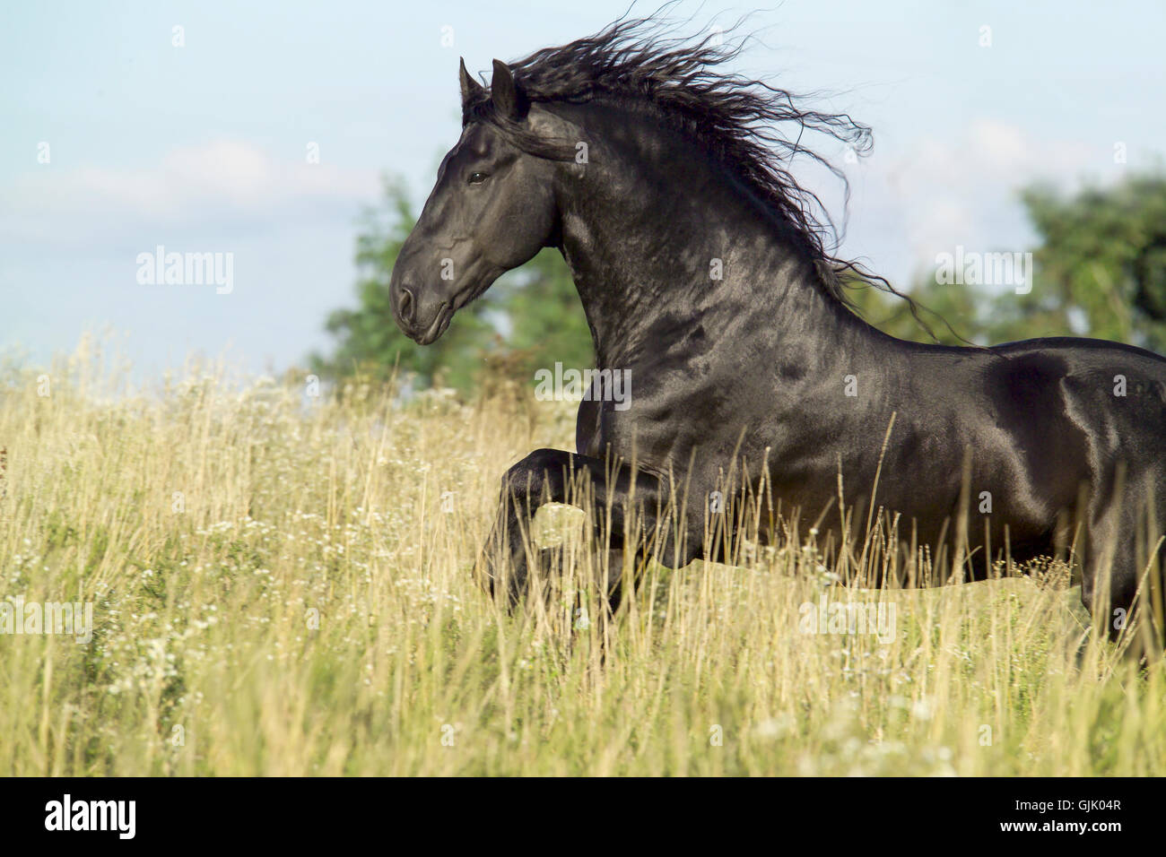 Friesian Horse High Resolution Stock Photography and Images - Alamy
