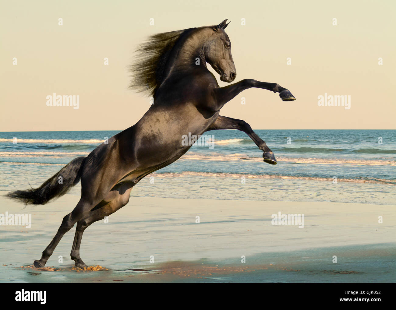 Black Horses Rearing Up