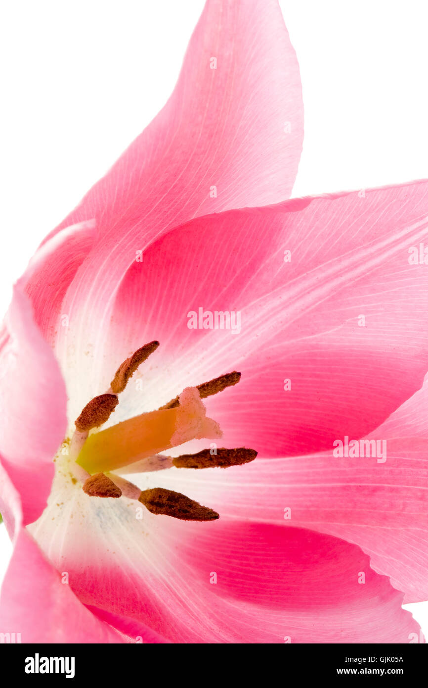 isolated flower plant Stock Photo - Alamy