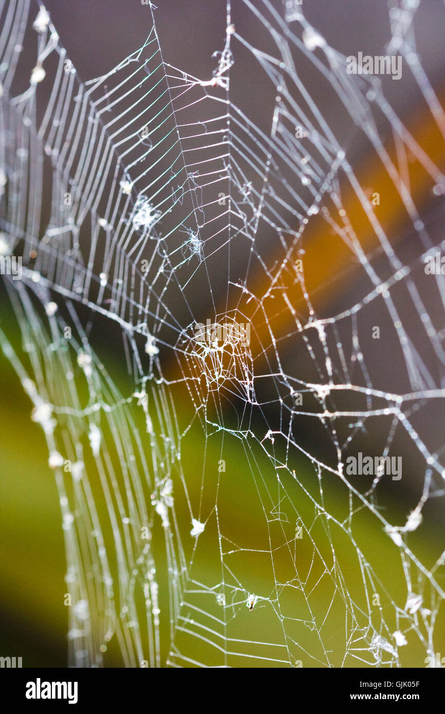 Spiderweb art hi-res stock photography and images - Alamy