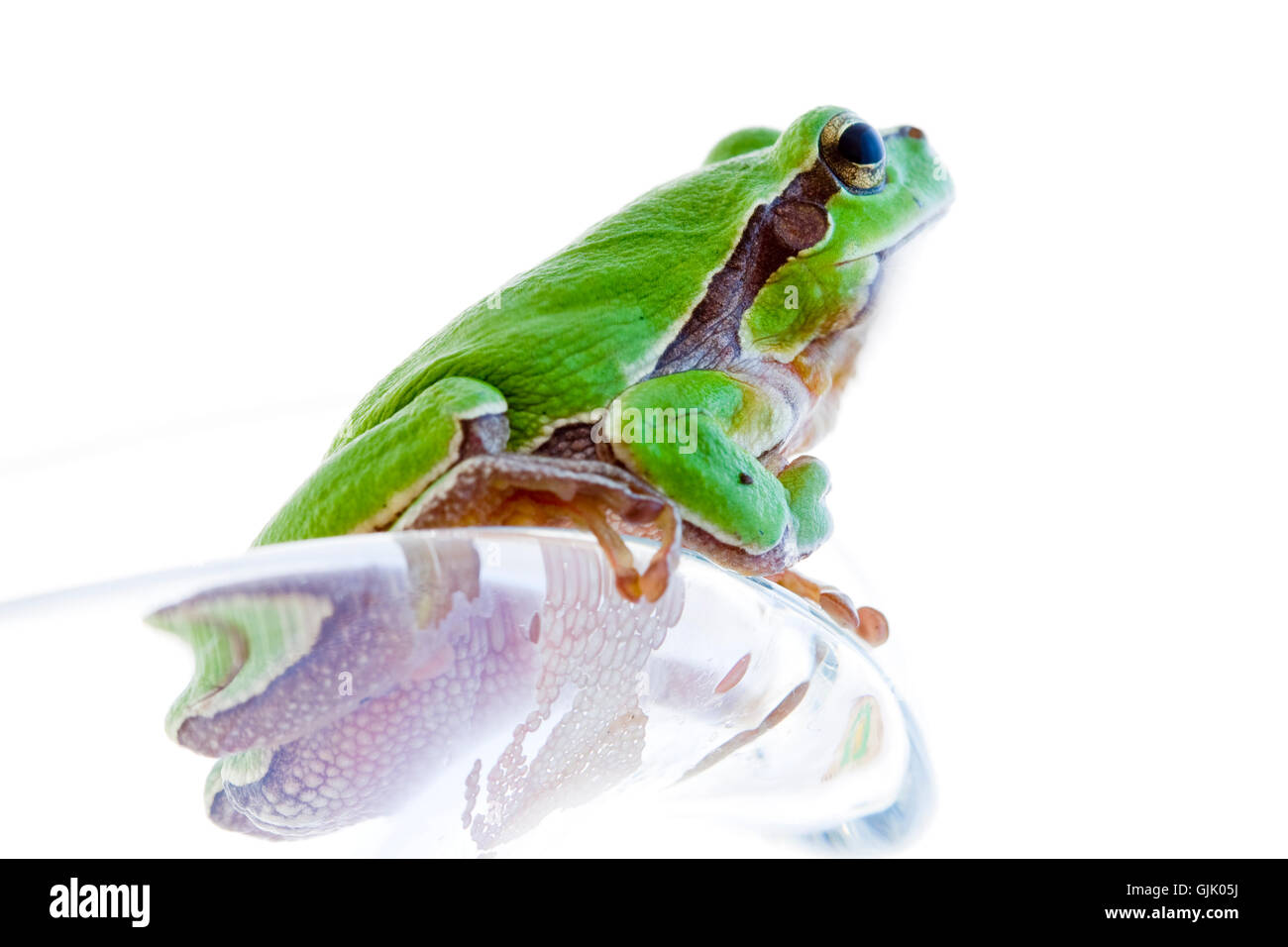 frog green macro Stock Photo - Alamy