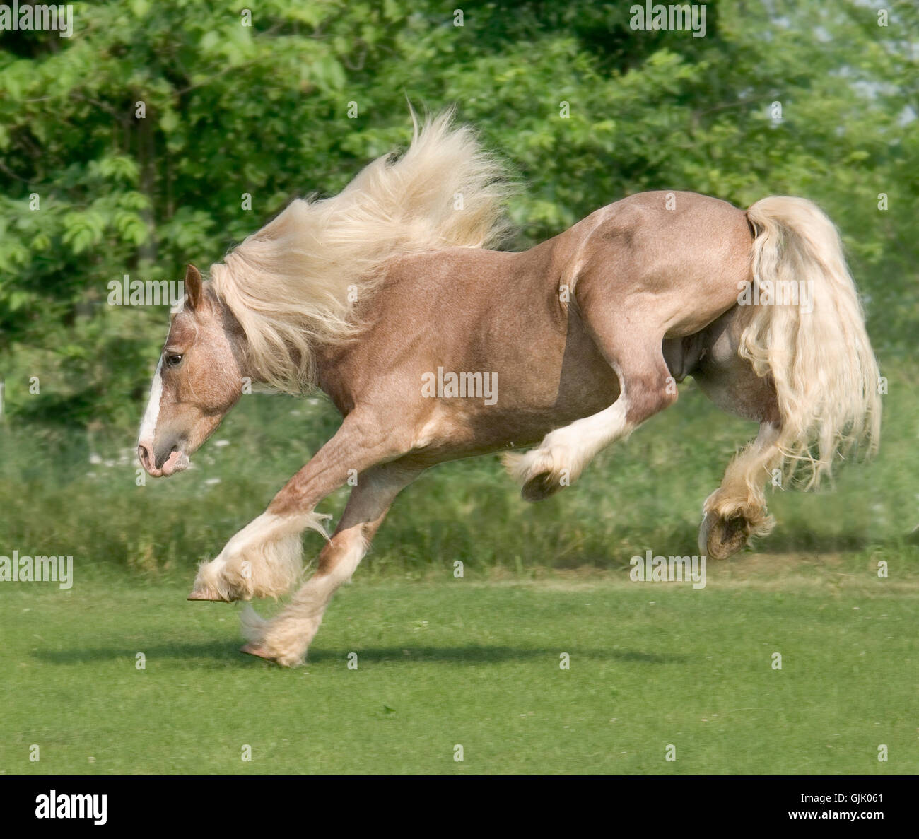 Gypsy jump hi-res stock photography and images - Alamy