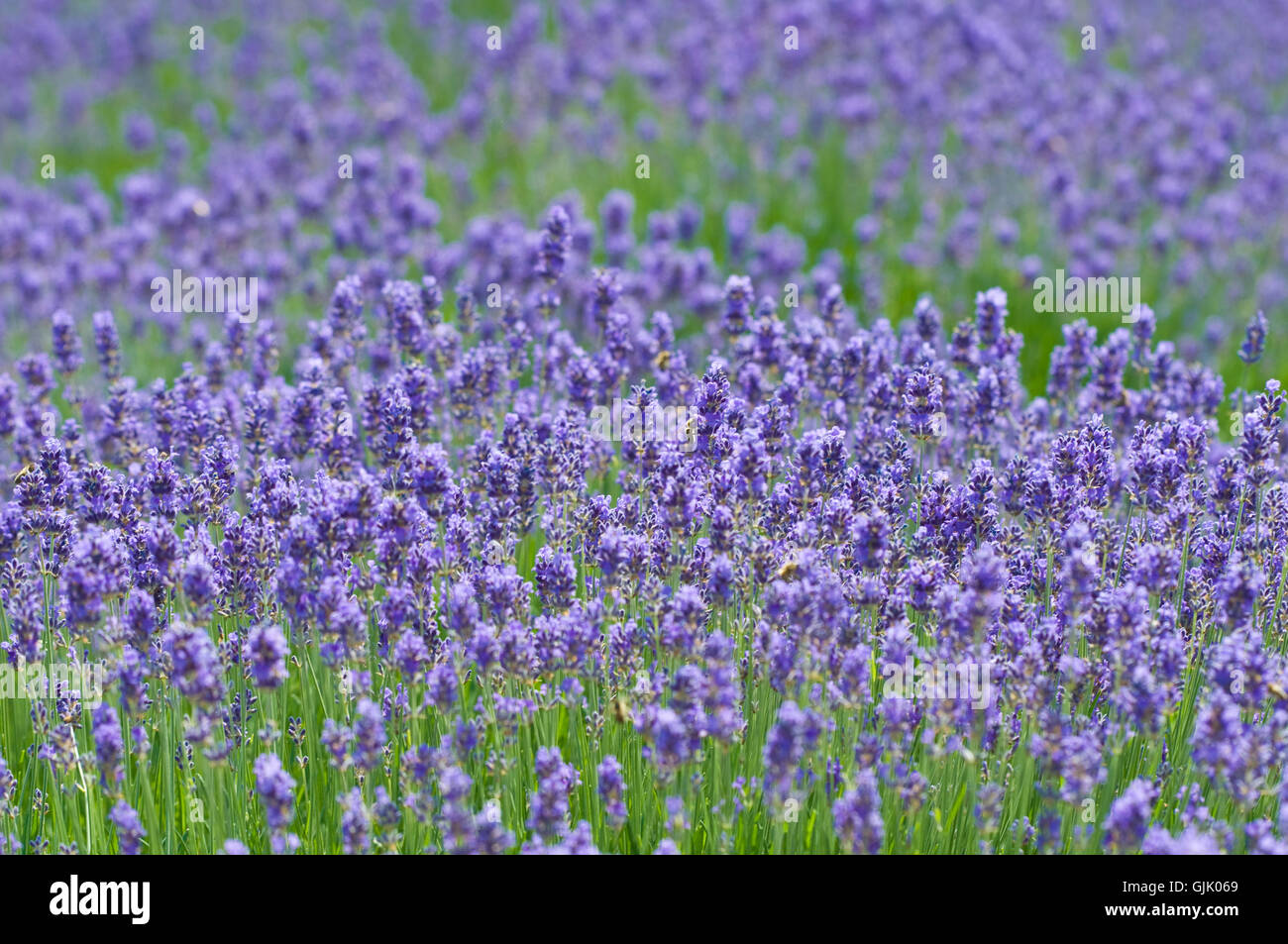 blue field purple Stock Photo - Alamy