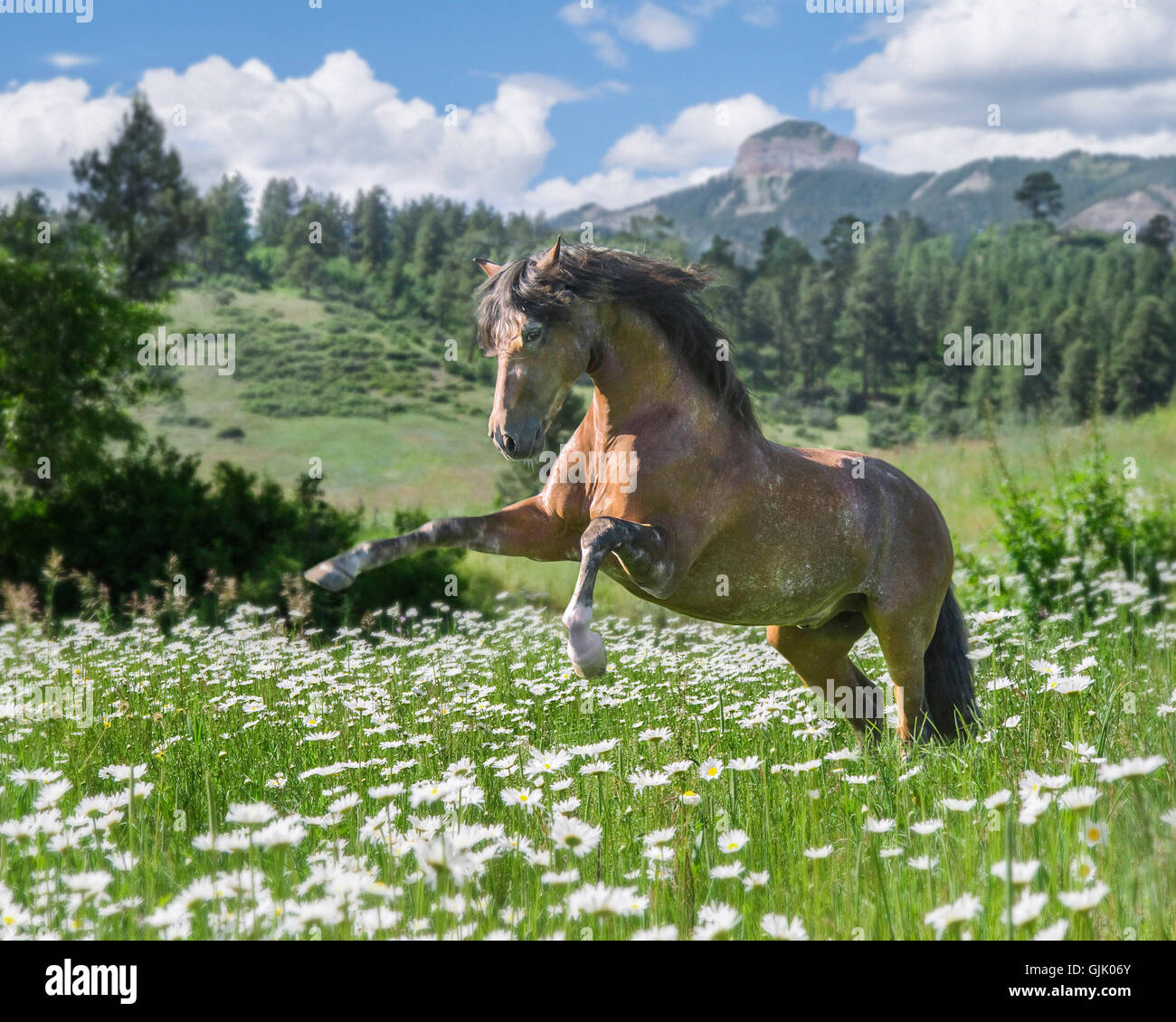 Rearing andalusian horse hi-res stock photography and images - Alamy