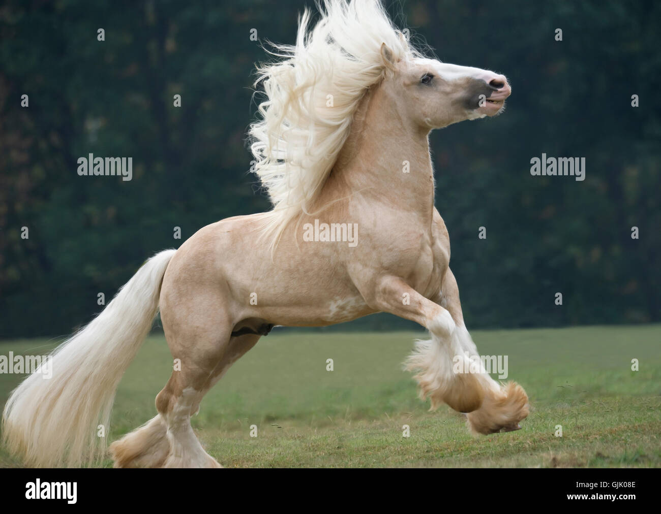 Rearing gypsy vanner horse stallion hi-res stock photography and images ...