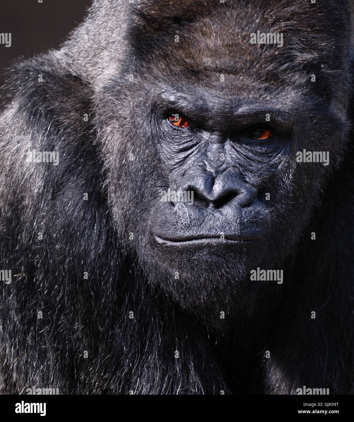 monkey mimic art gorilla Stock Photo - Alamy