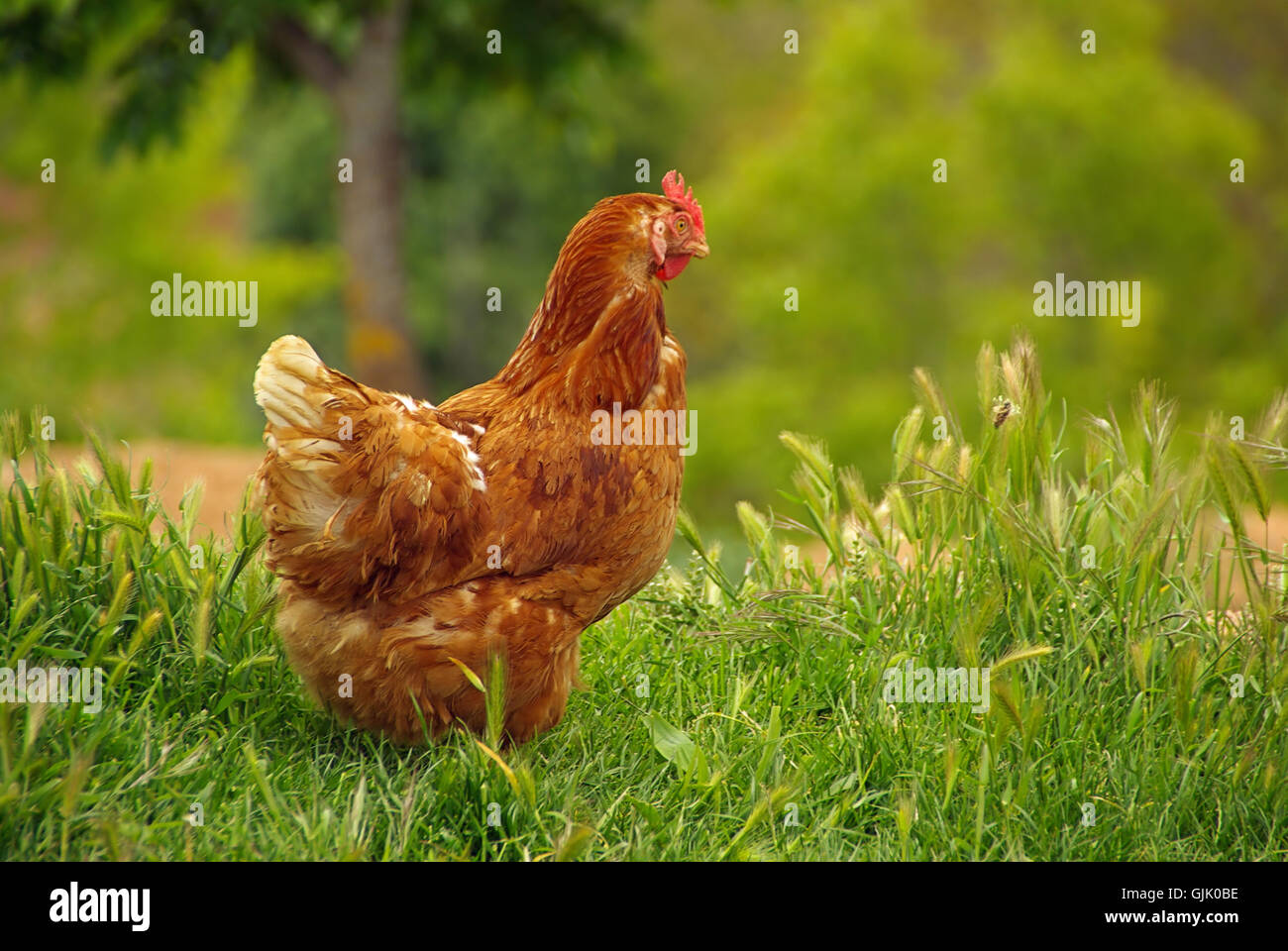 bird birds farm Stock Photo - Alamy