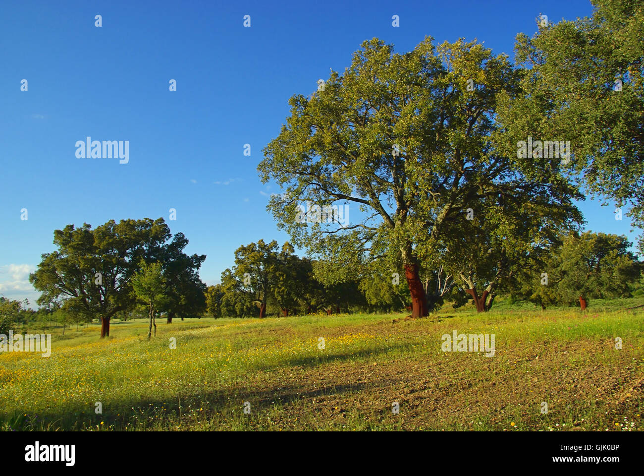 tree spain oak Stock Photo - Alamy
