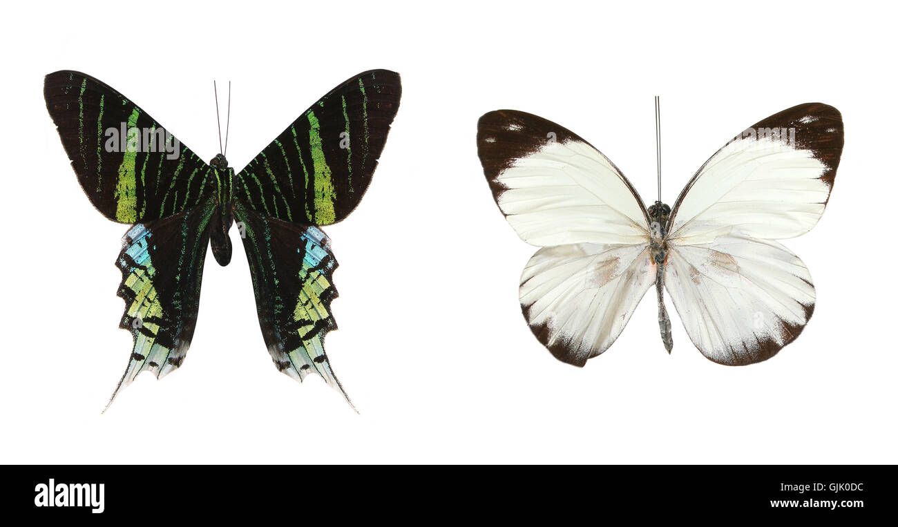 animal insect butterfly Stock Photo - Alamy