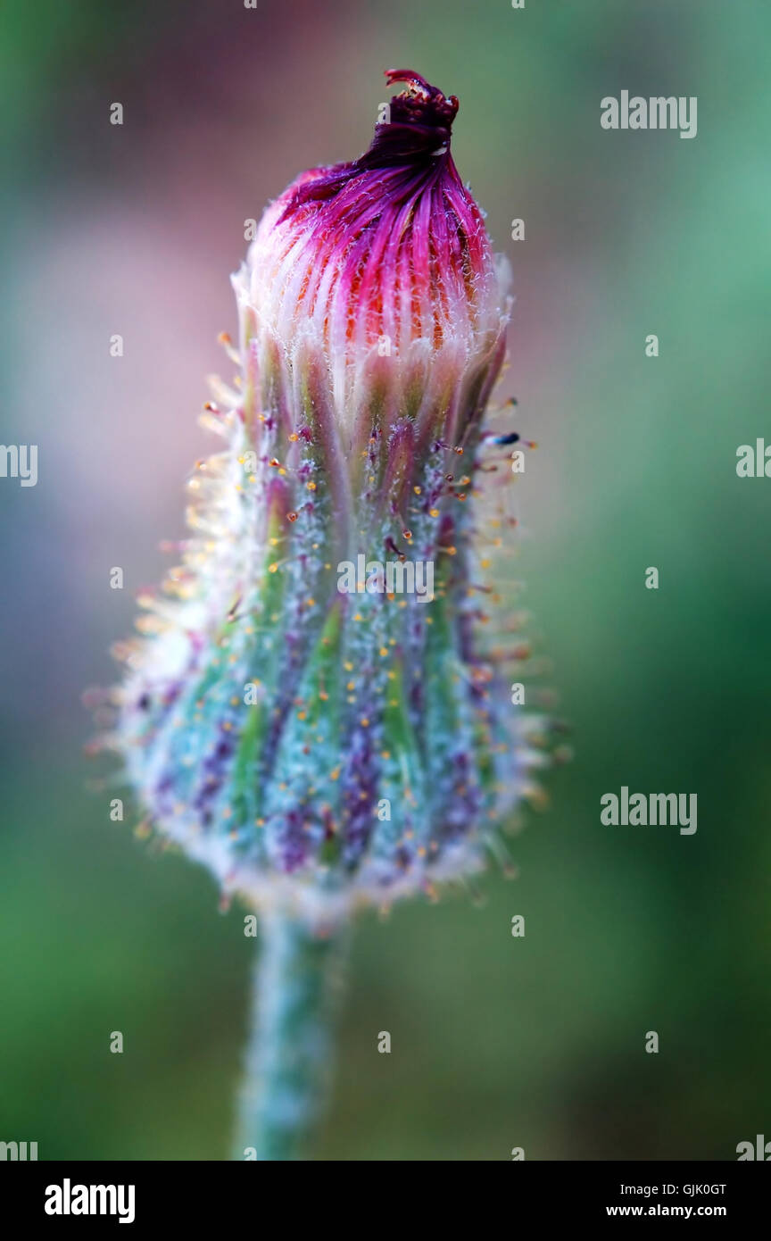 flower plant bloom Stock Photo - Alamy