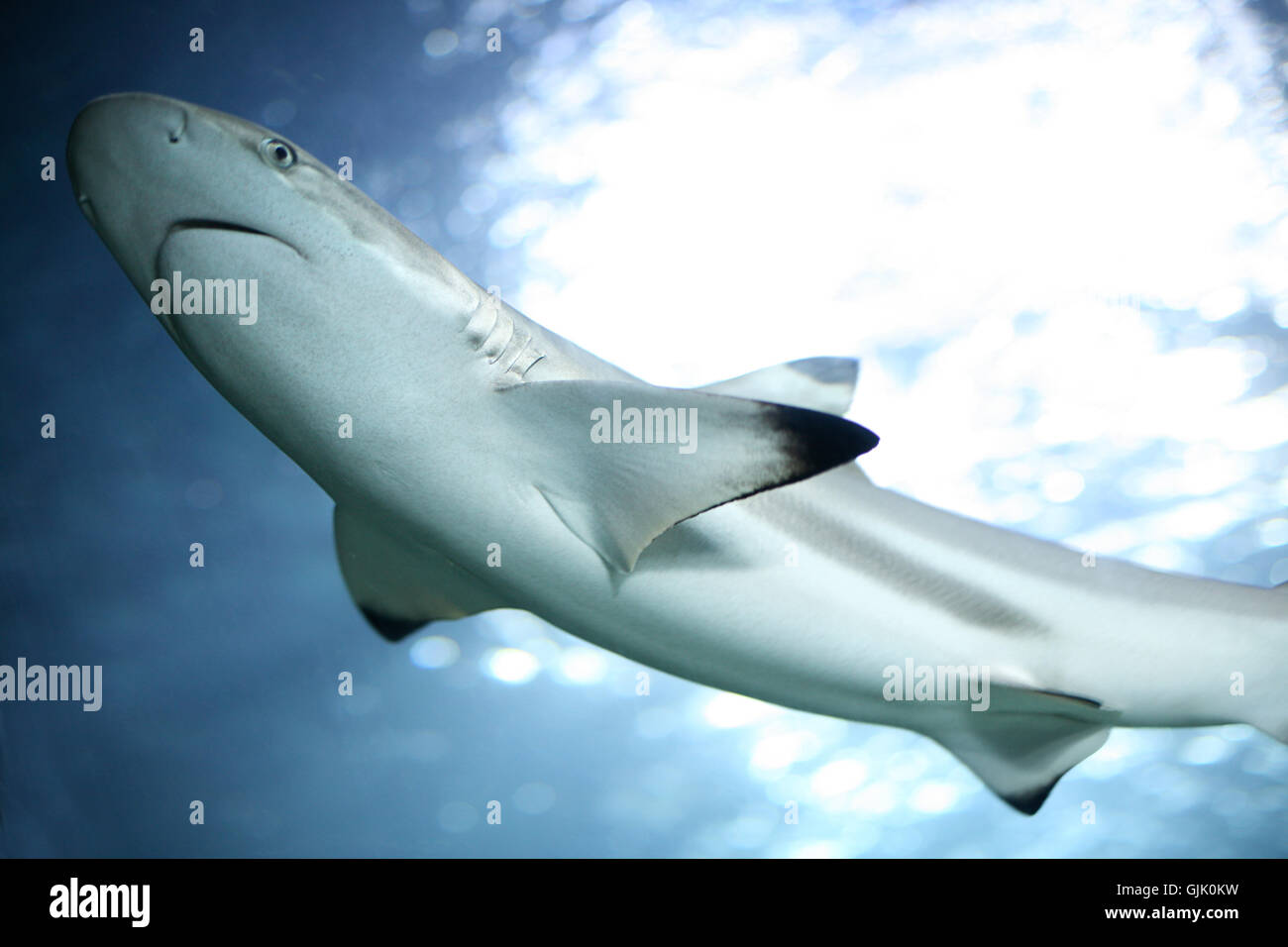 Fish hunter hi-res stock photography and images - Alamy