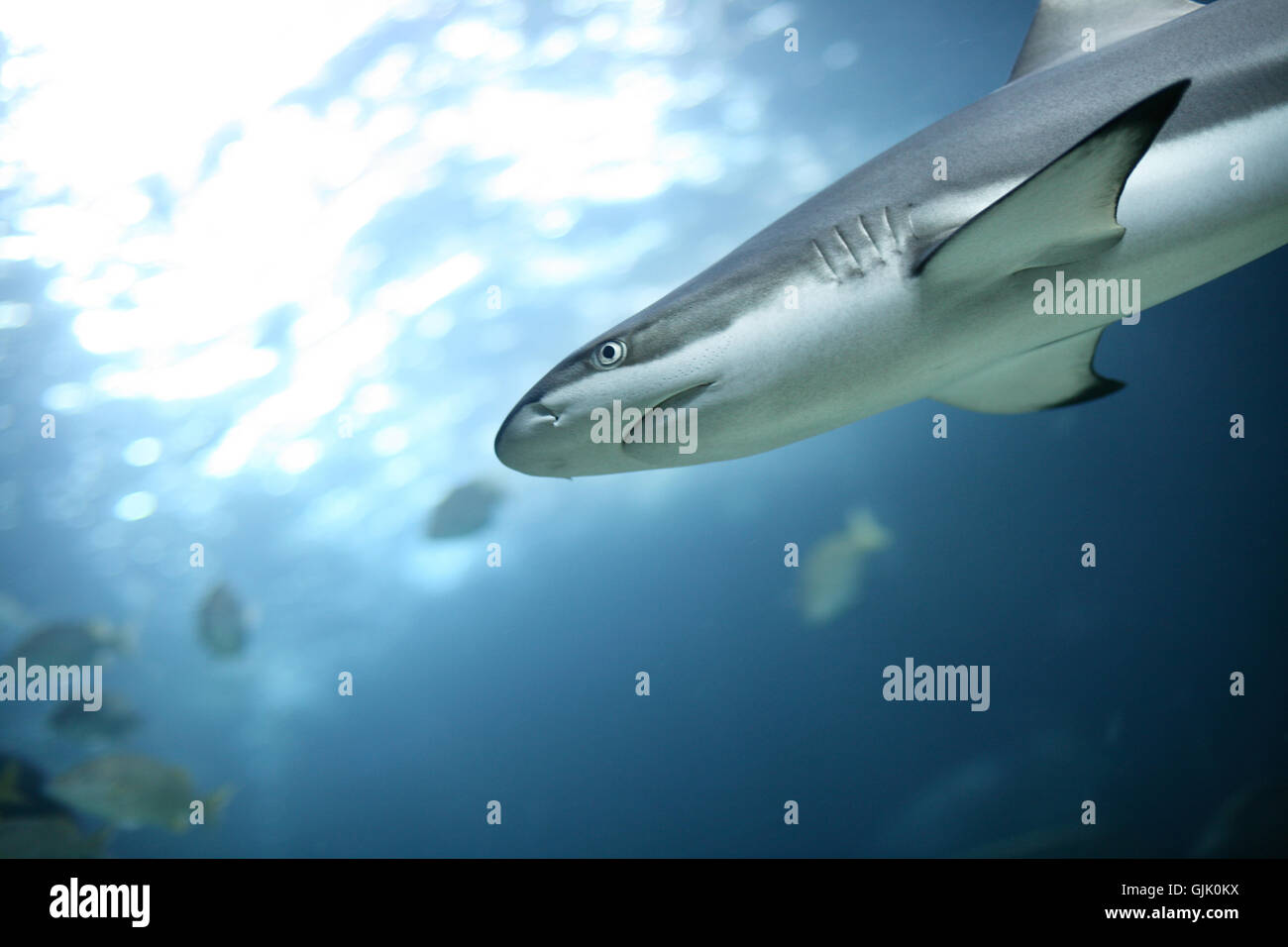 blue hunter fish Stock Photo - Alamy