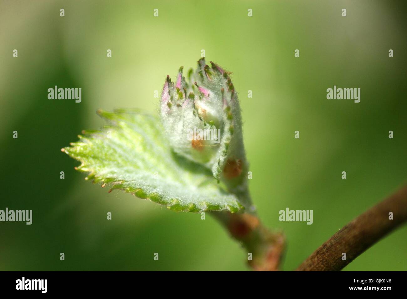 bud haired shoot Stock Photo - Alamy