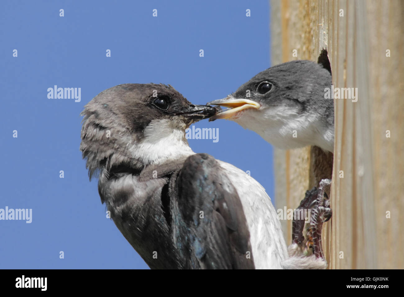 Bird eating insects hi-res stock photography and images - Alamy
