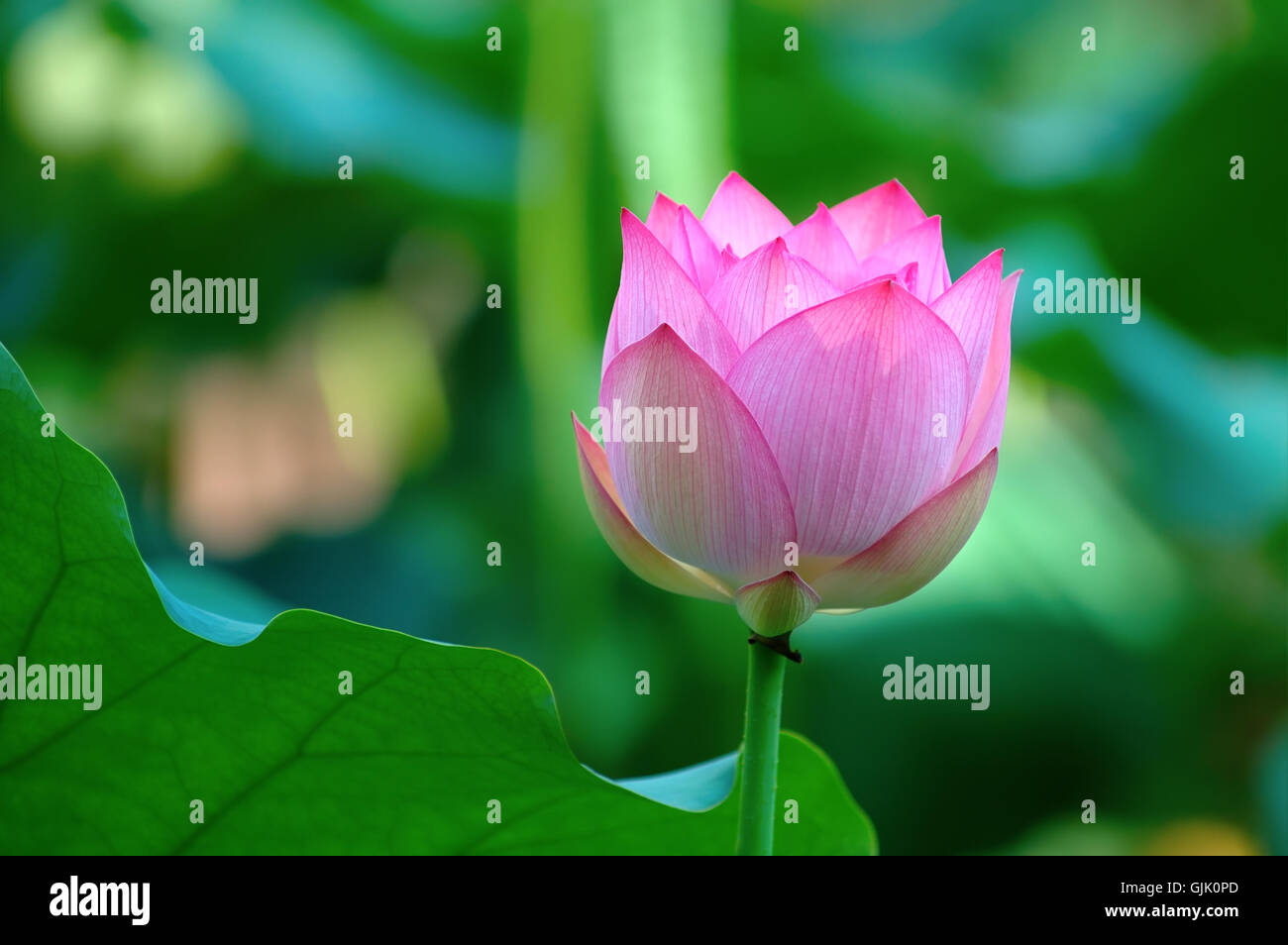 flower plant bloom Stock Photo - Alamy