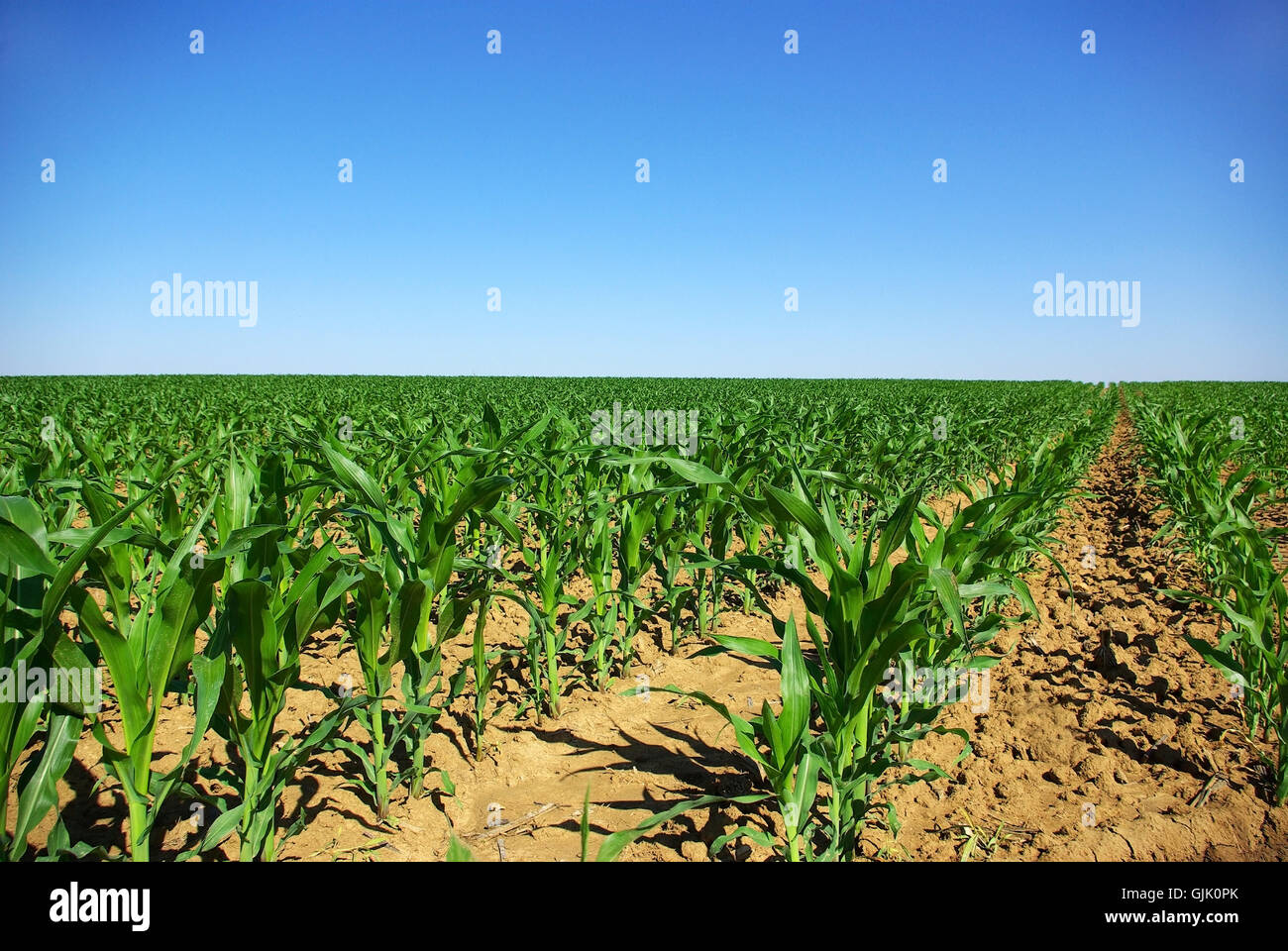blue grain vegetable Stock Photo - Alamy