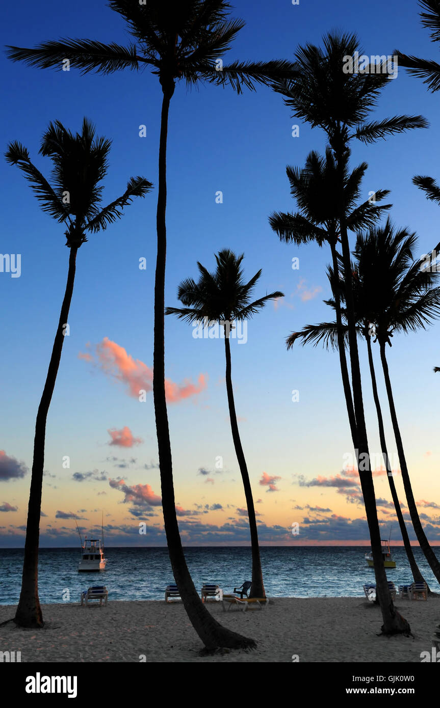 tree trees beach Stock Photo - Alamy