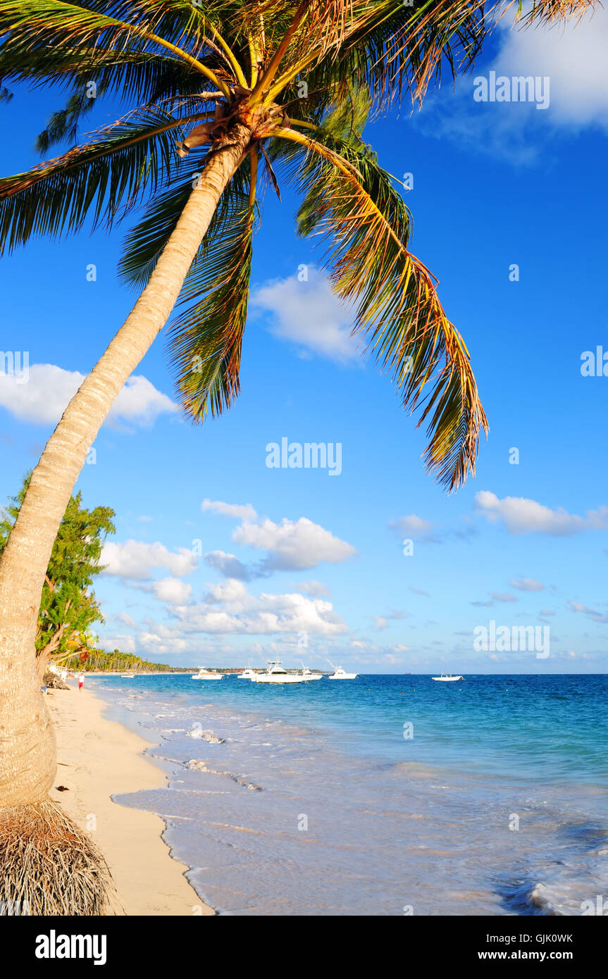 tree beach seaside Stock Photo - Alamy