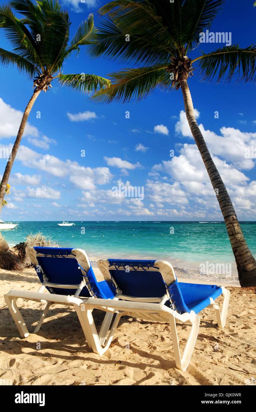 tree beach seaside Stock Photo - Alamy