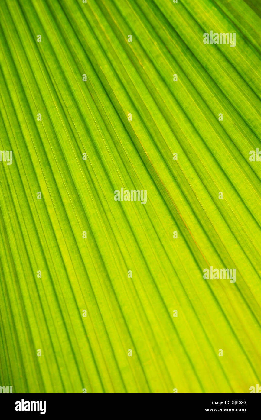 leaf tree veins Stock Photo - Alamy
