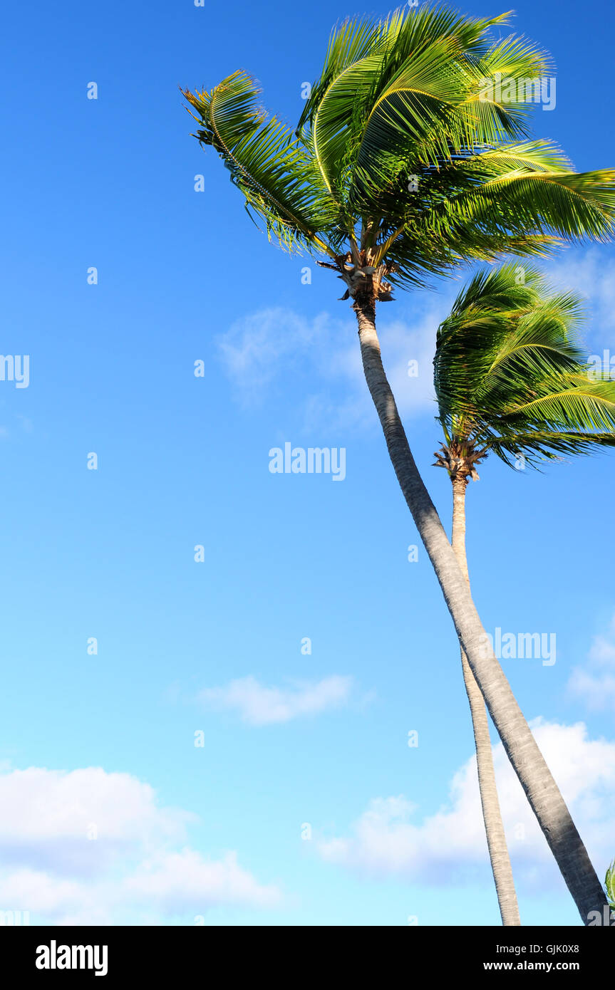 Tree trees palms hi-res stock photography and images - Alamy