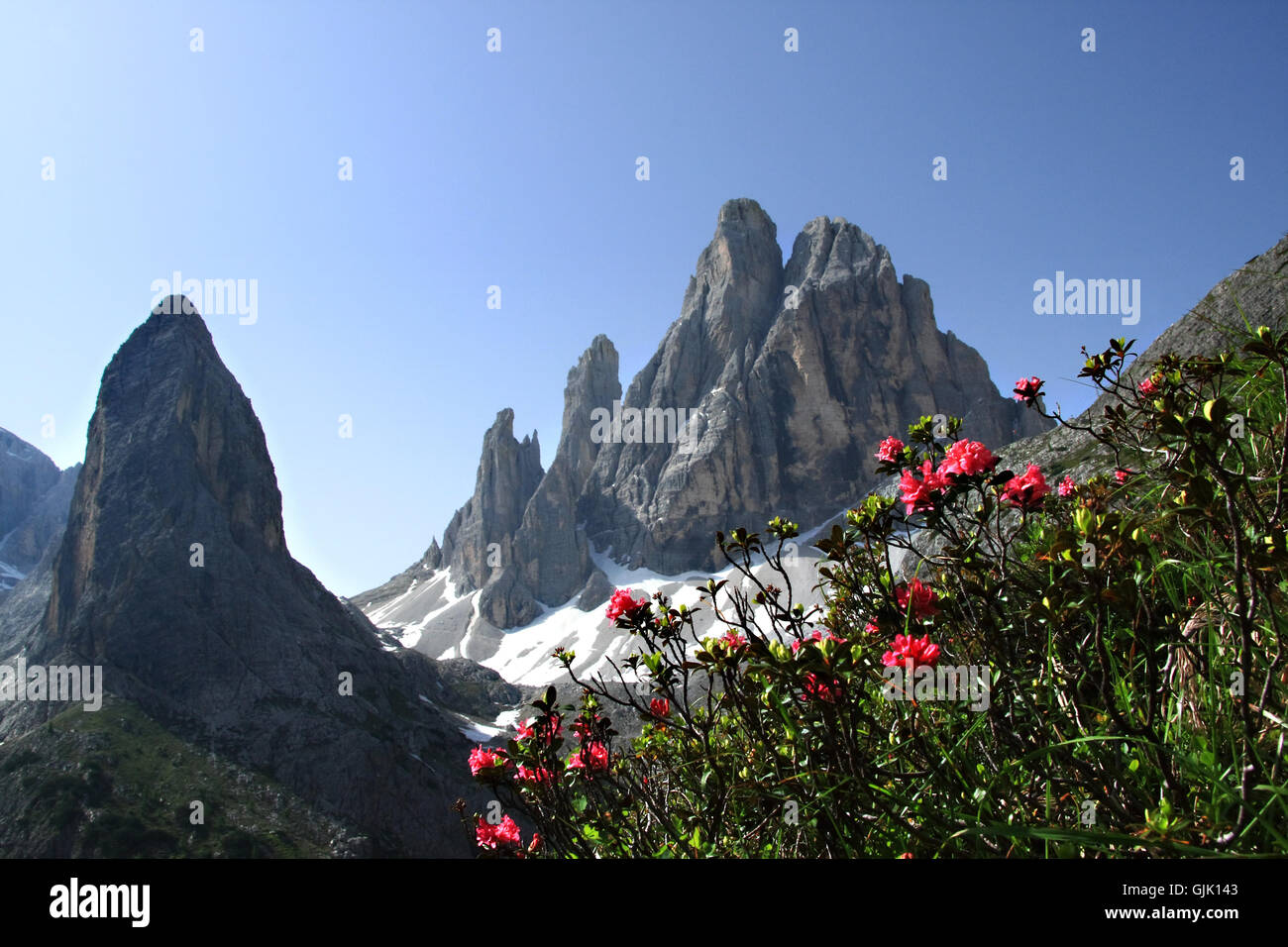 Alpine flowers hi-res stock photography and images - Alamy