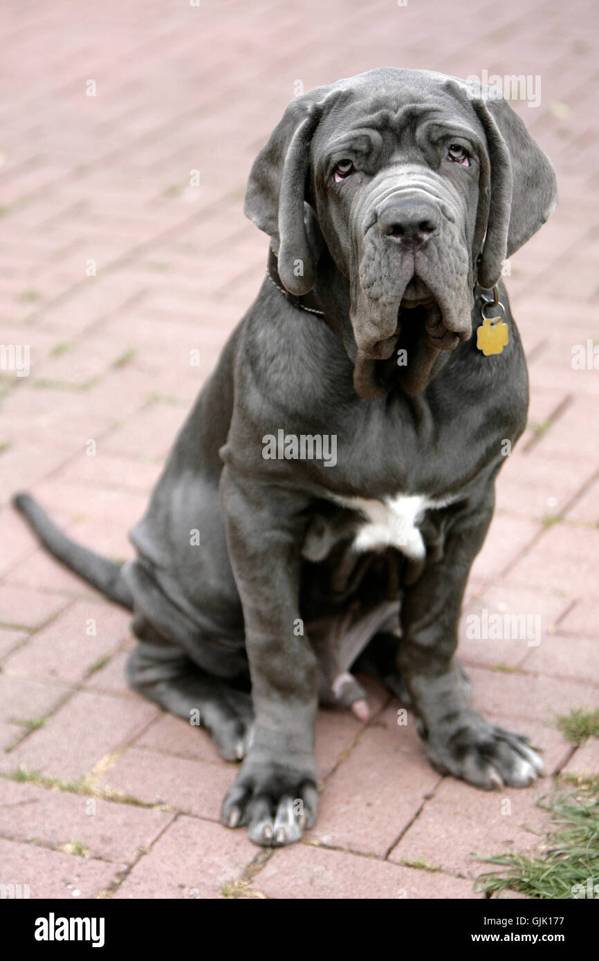 fight fighting dog Stock Photo - Alamy