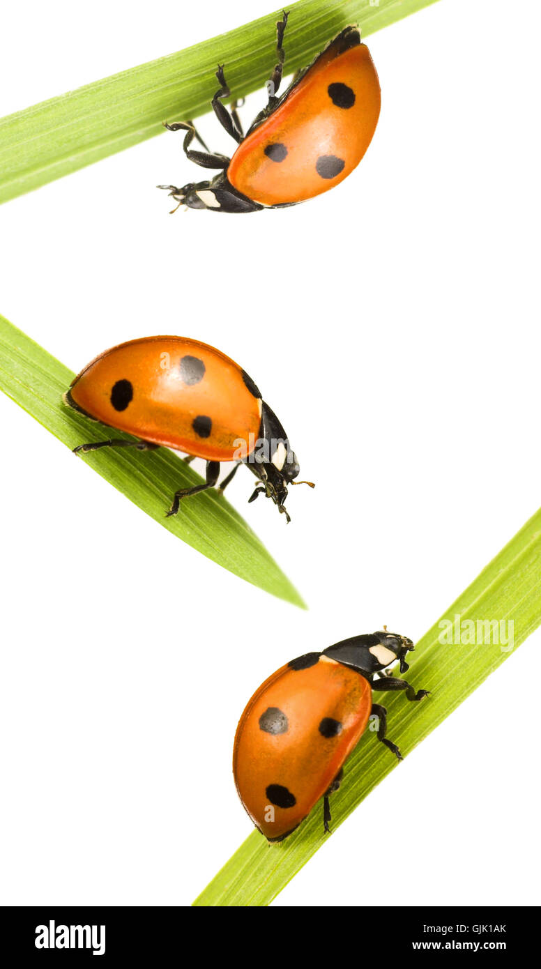 Run beetles hi-res stock photography and images - Alamy