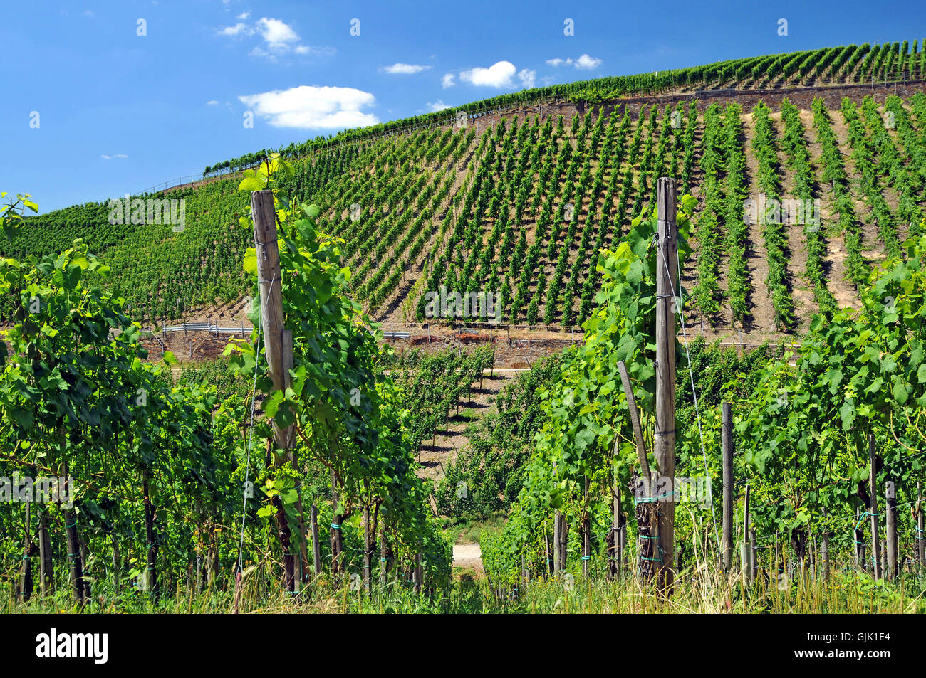 Vines terraces hi-res stock photography and images - Alamy