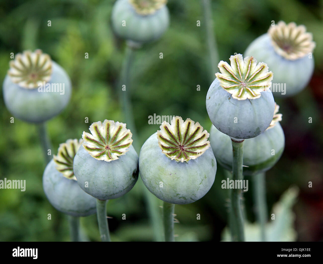 Opium poppy fruit hi-res stock photography and images - Alamy