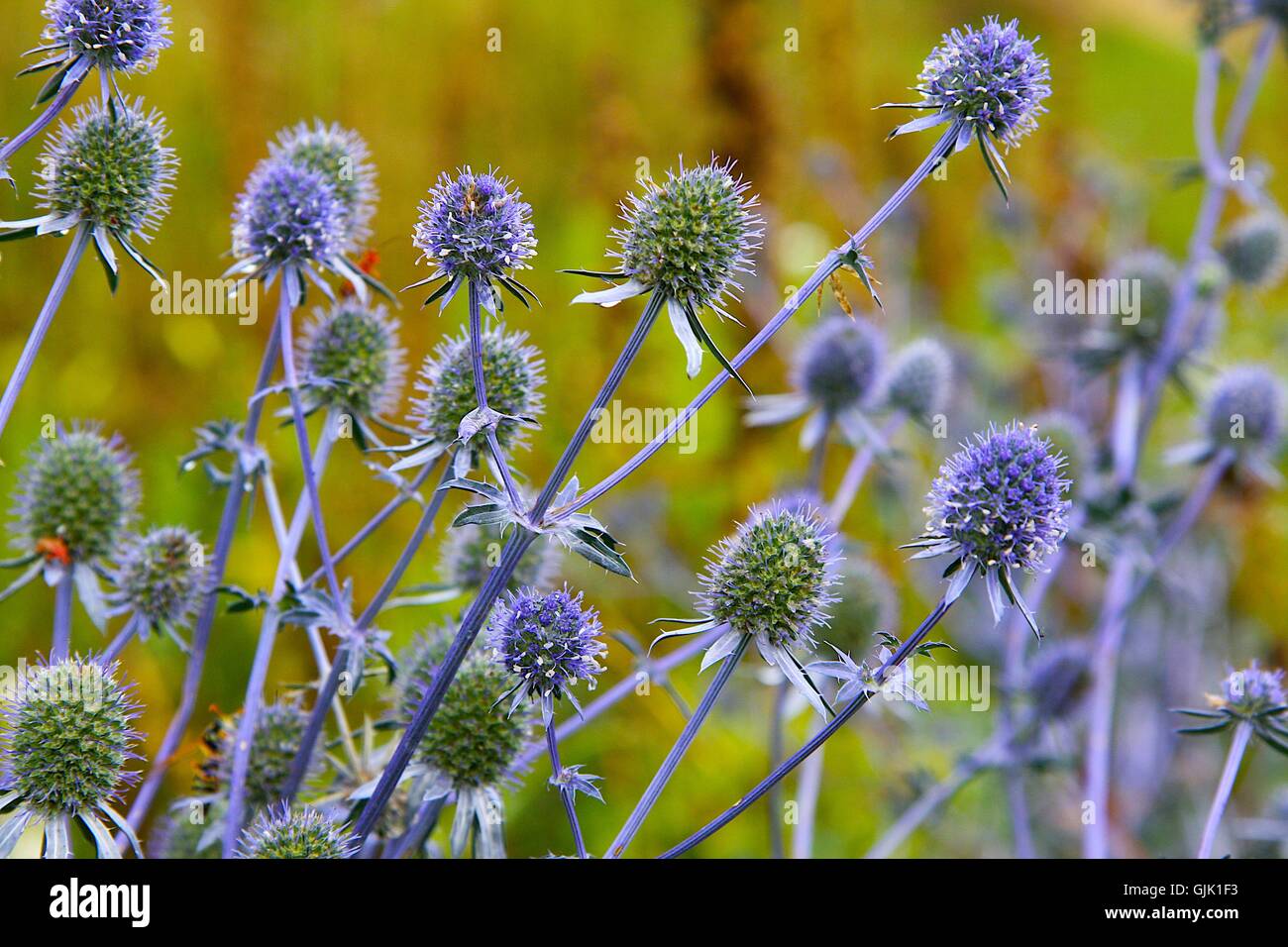 garden plant bloom Stock Photo - Alamy