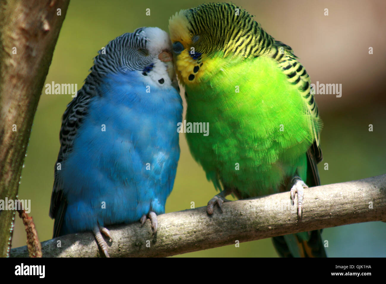 pet budgerigar smooch Stock Photo - Alamy