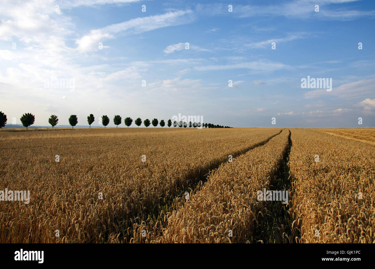 agriculture farming wheat field Stock Photo - Alamy