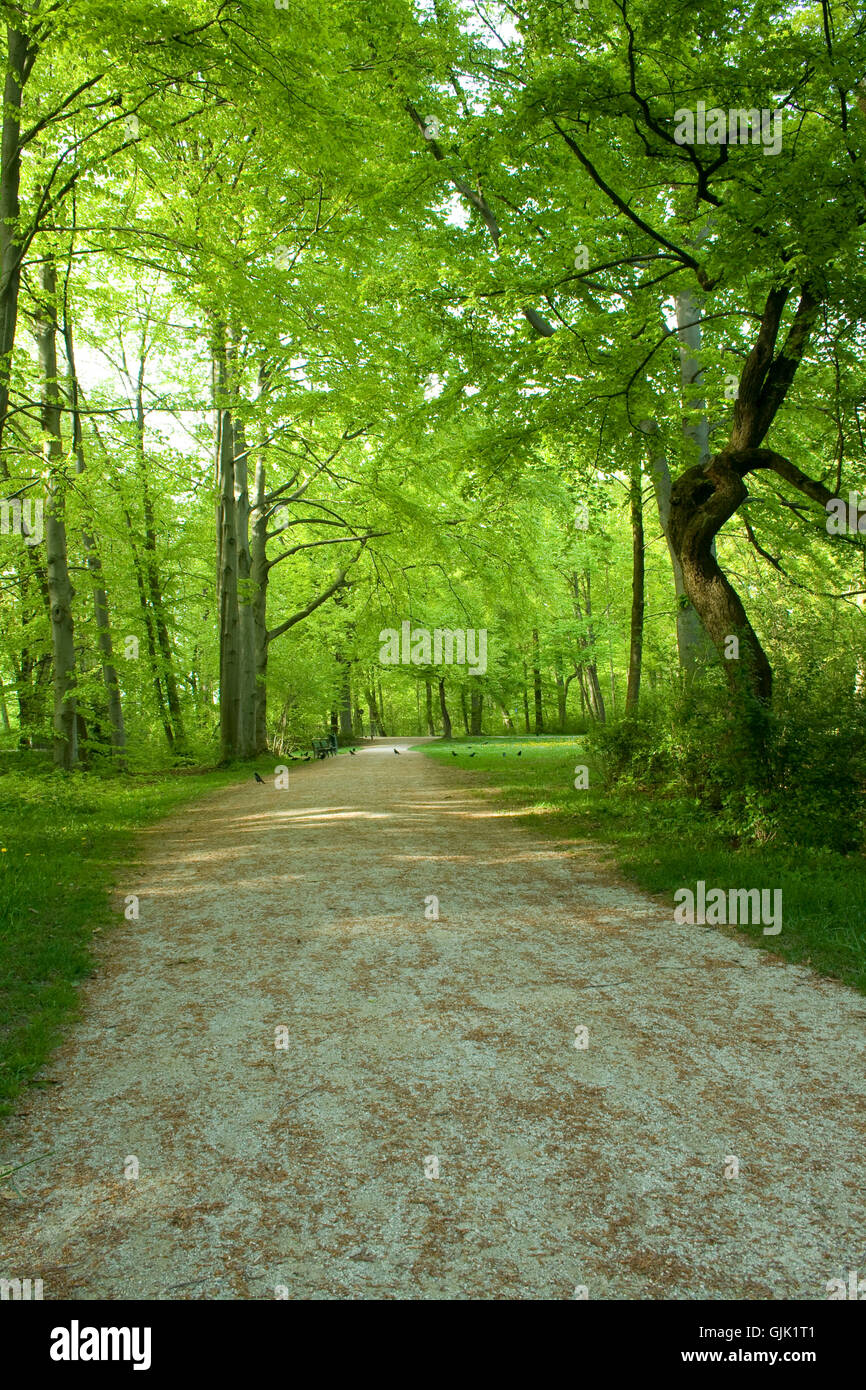 tree park spring Stock Photo - Alamy