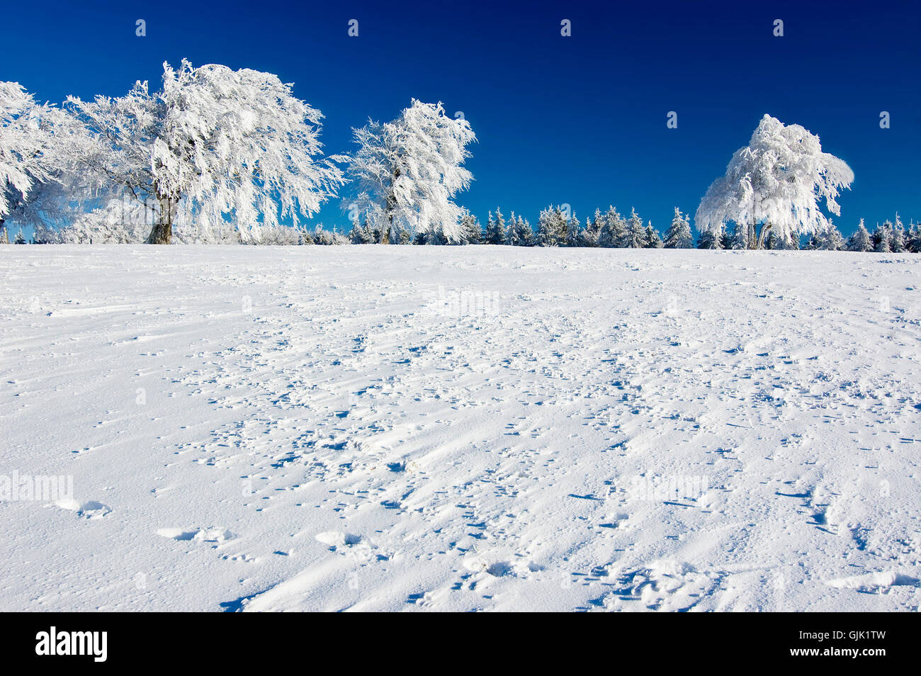 Bewitched Tree High Resolution Stock Photography and Images - Alamy