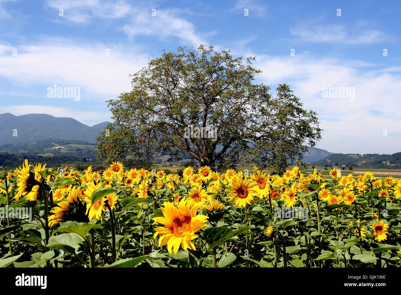 tree in sunflower field Stock Photo - Alamy